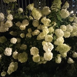 Ливача — частные онлайн трансляции